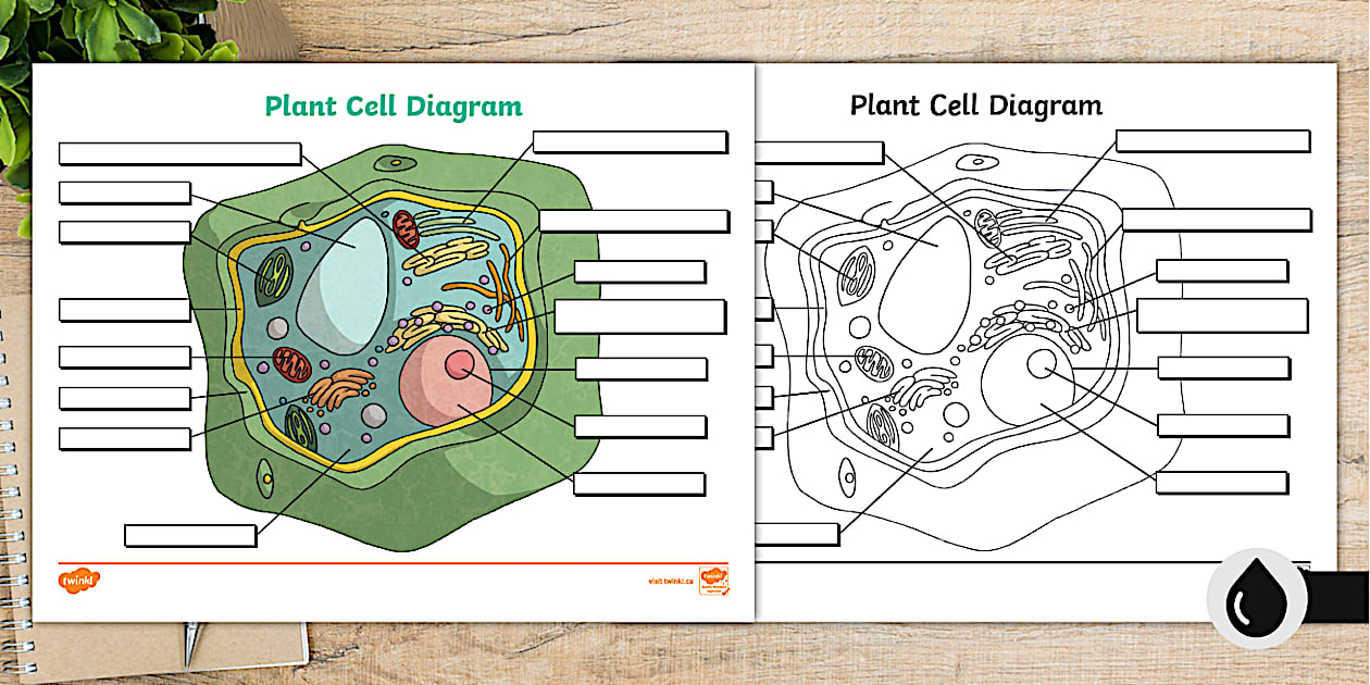 Plant Cell Labelling Activity (teacher made) - Twinkl