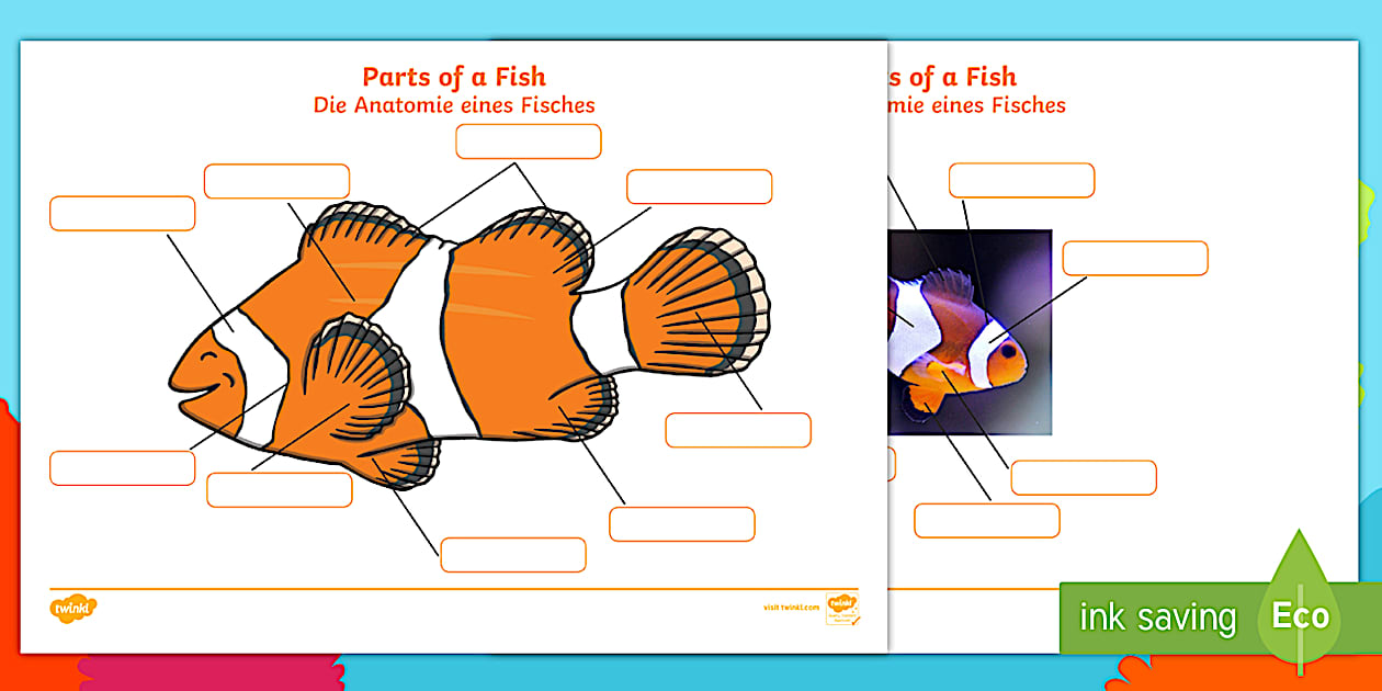 Editable Parts of a Fish Labelling Sheets (Under the Sea) English/German