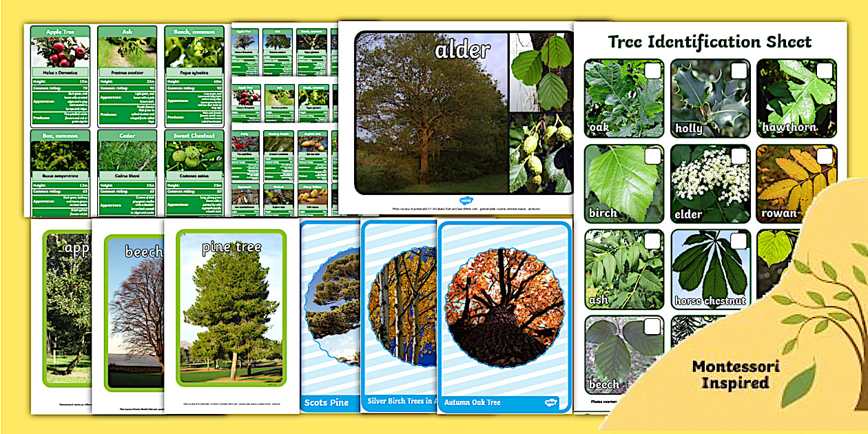 Montessori- Trees Pack (teacher made) - Twinkl