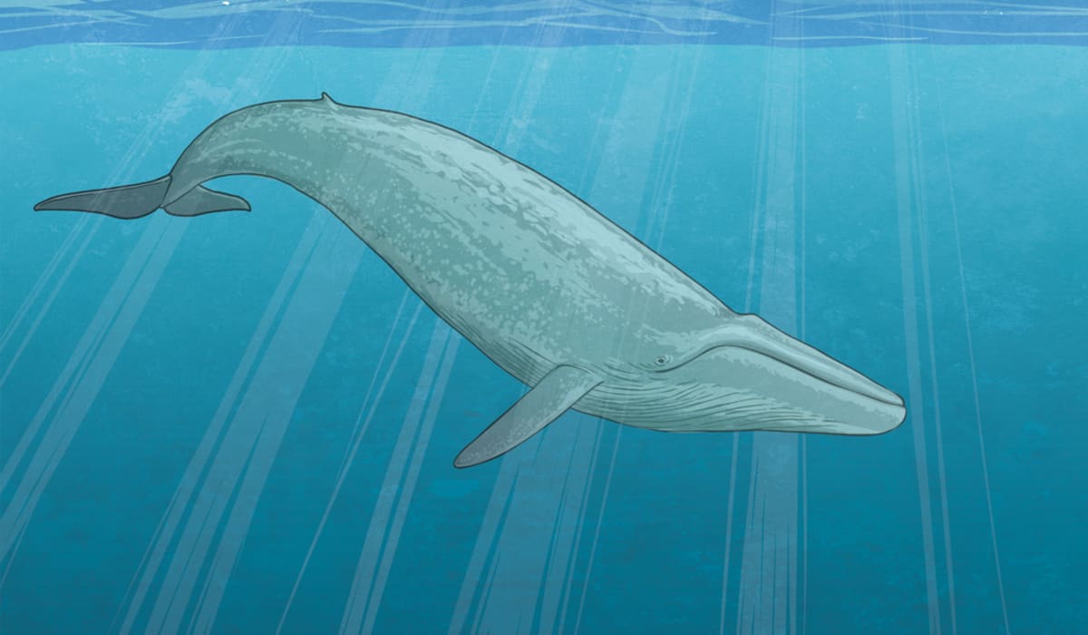 World Whale Day 2023 - Twinkl NewsRoom - Twinkl