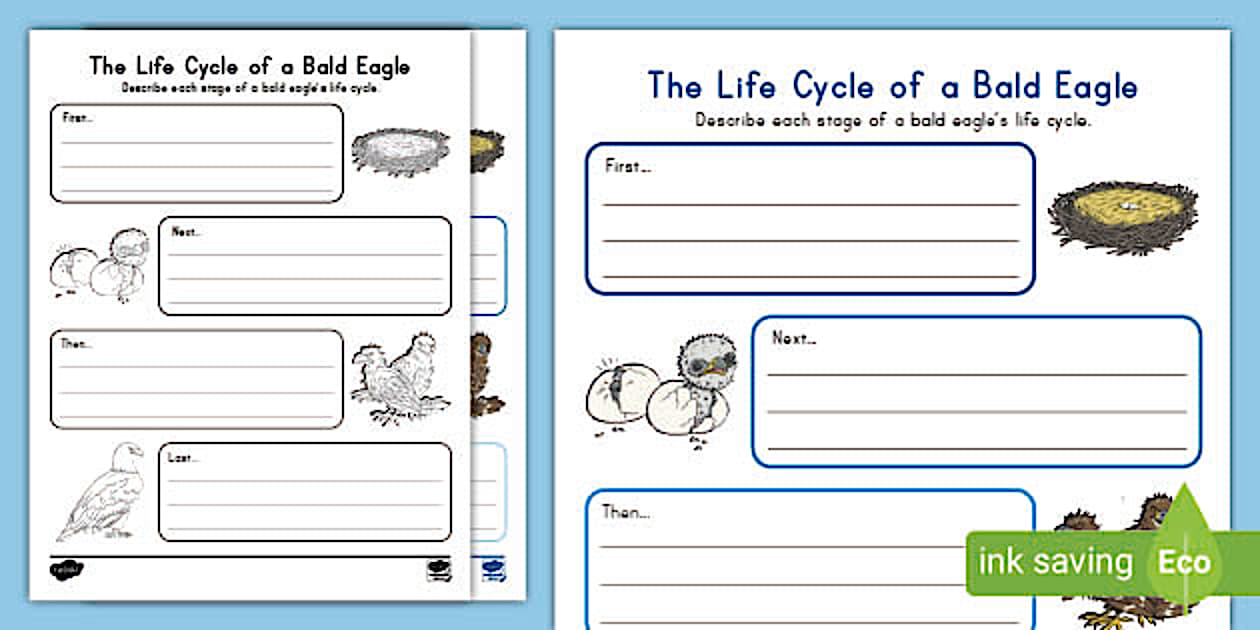 Life Cycle of a Bald Eagle Writing Frame - Twinkl