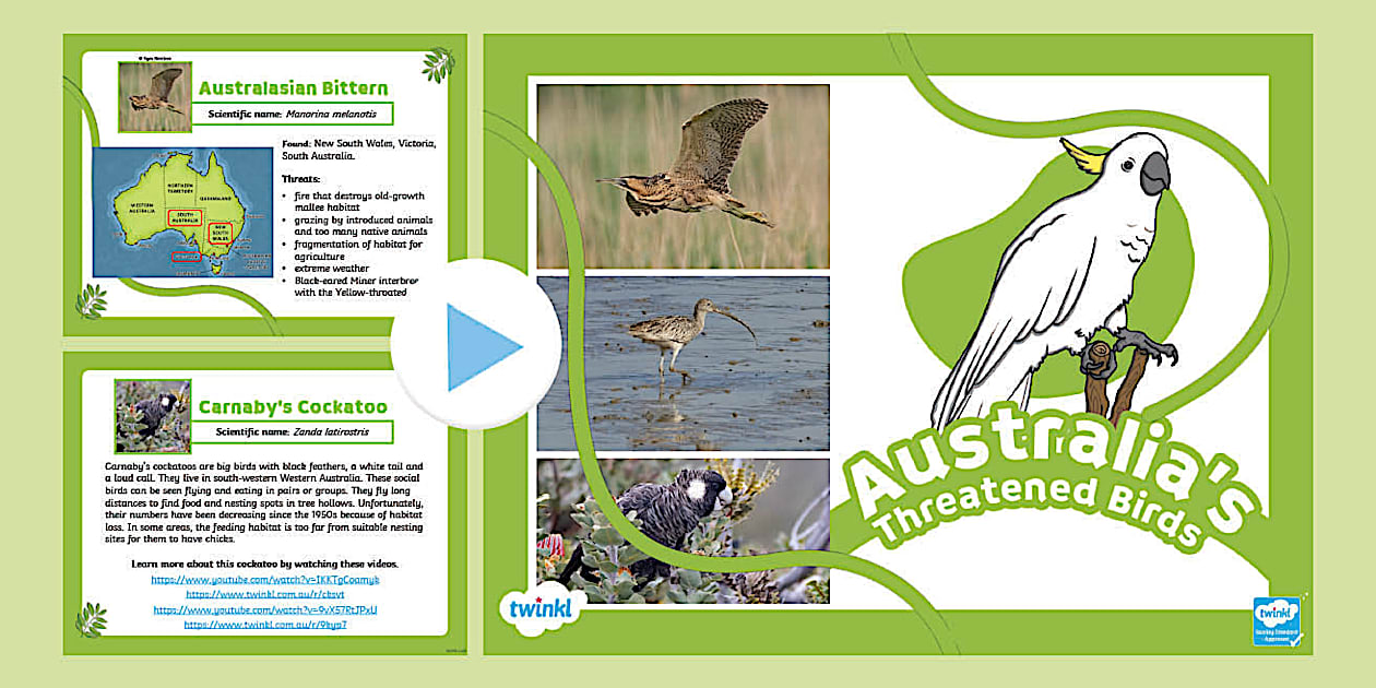 Australia's Threatened Birds PowerPoint - Twinkl