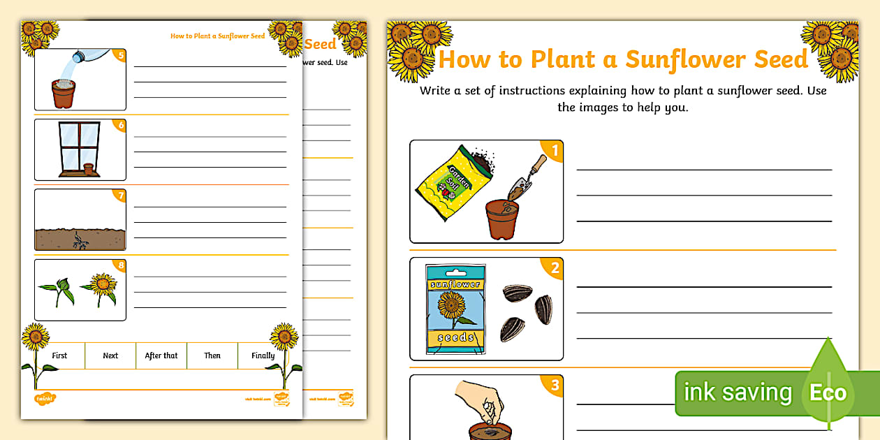 Planting a Sunflower Instruction Writing Template - Twinkl