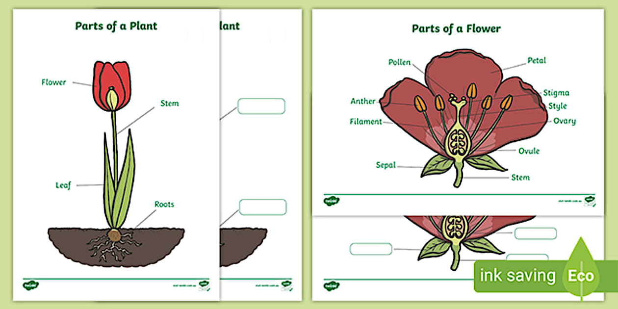 Parts of a Flower Printable | Twinkl USA (Teacher-Made)