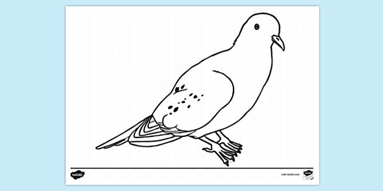 Passenger Pigeon Colouring Sheet | Colouring Sheets - Twinkl