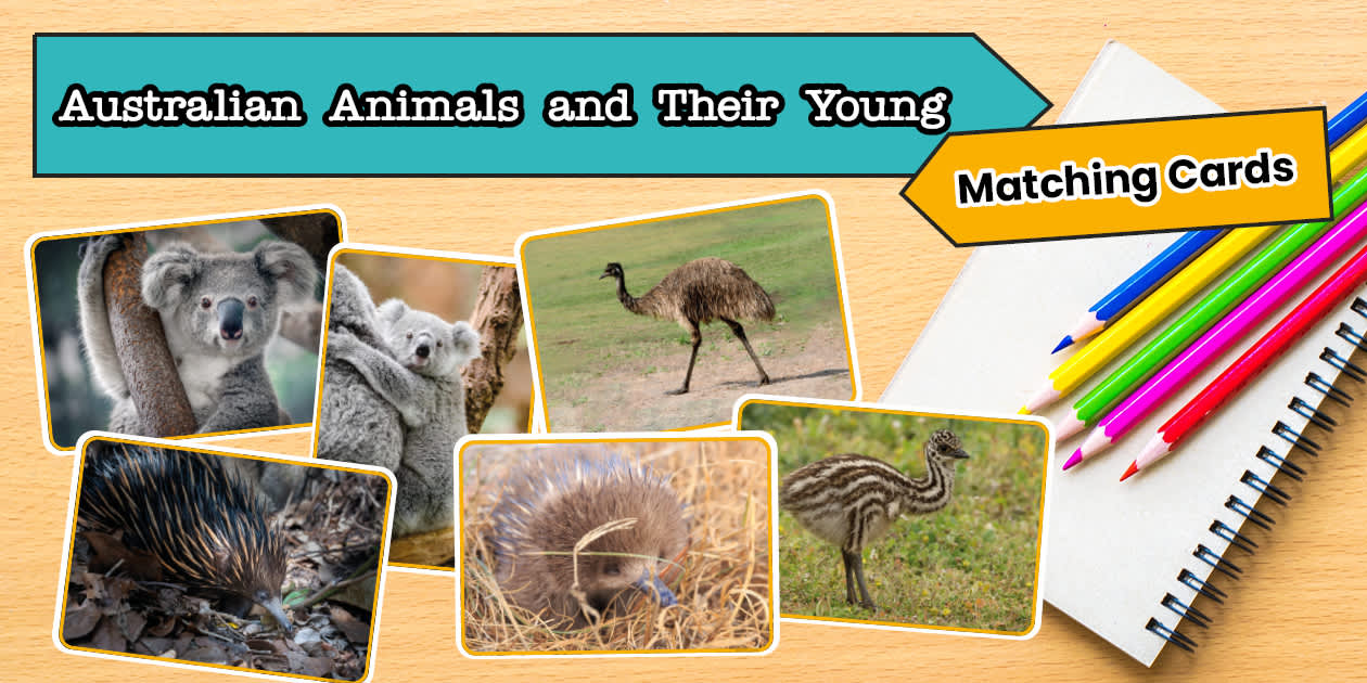 Australian Animals and Their Young Matching Cards