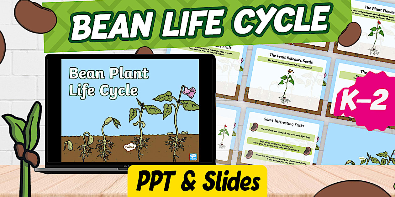 Life Cycle of a Bean Plant PowerPoint | Science | Twinkl USA