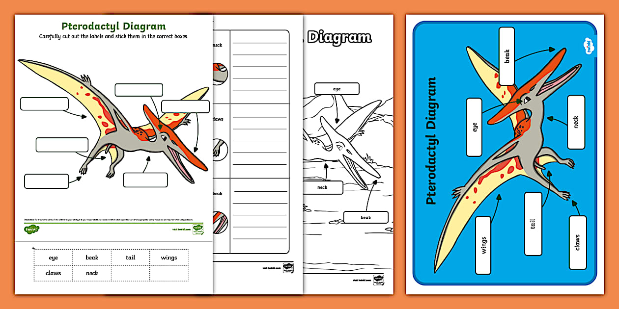 Pterodactyl Diagram Activity Pack (Teacher-Made) - Twinkl