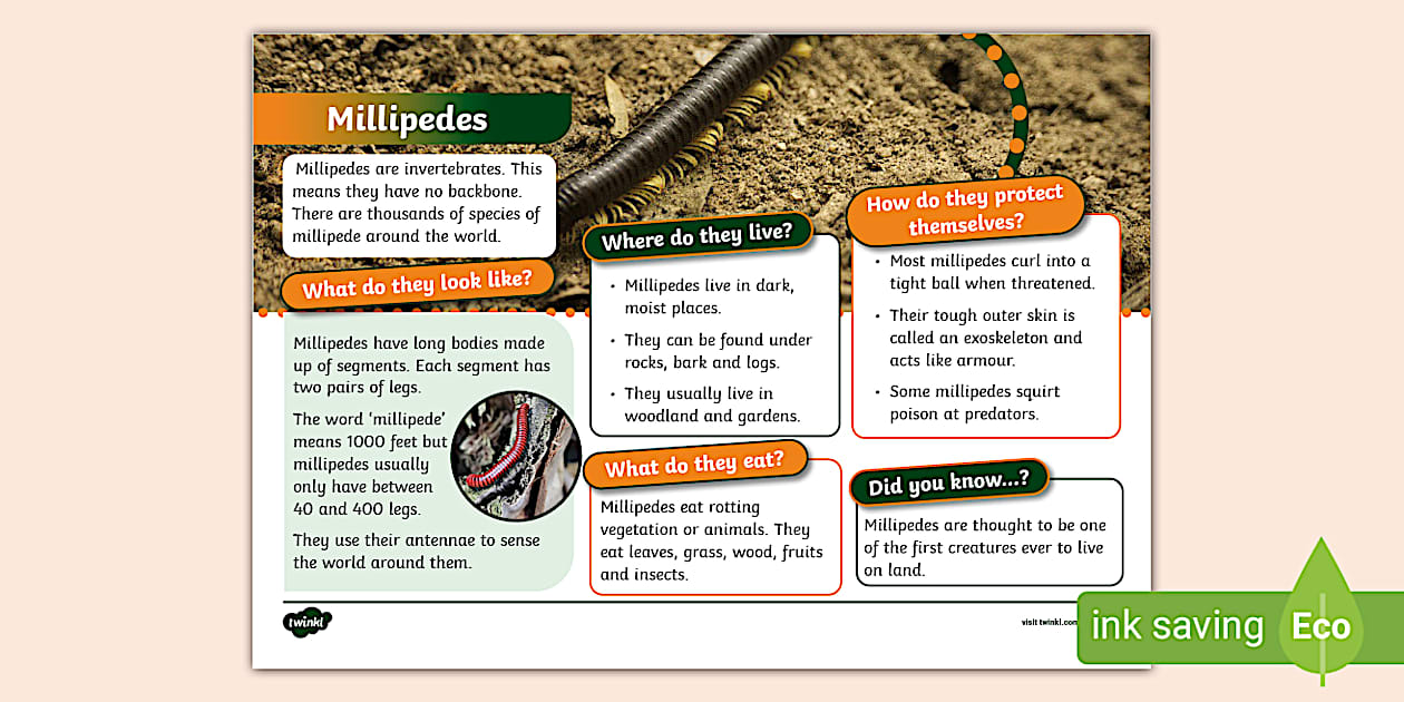 Millipede Fact File - KS1 - Science - Invertebrates - Twinkl