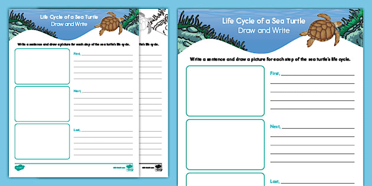 Editable Life Cycle of a Sea Turtle Draw and Write Activity Worksheet