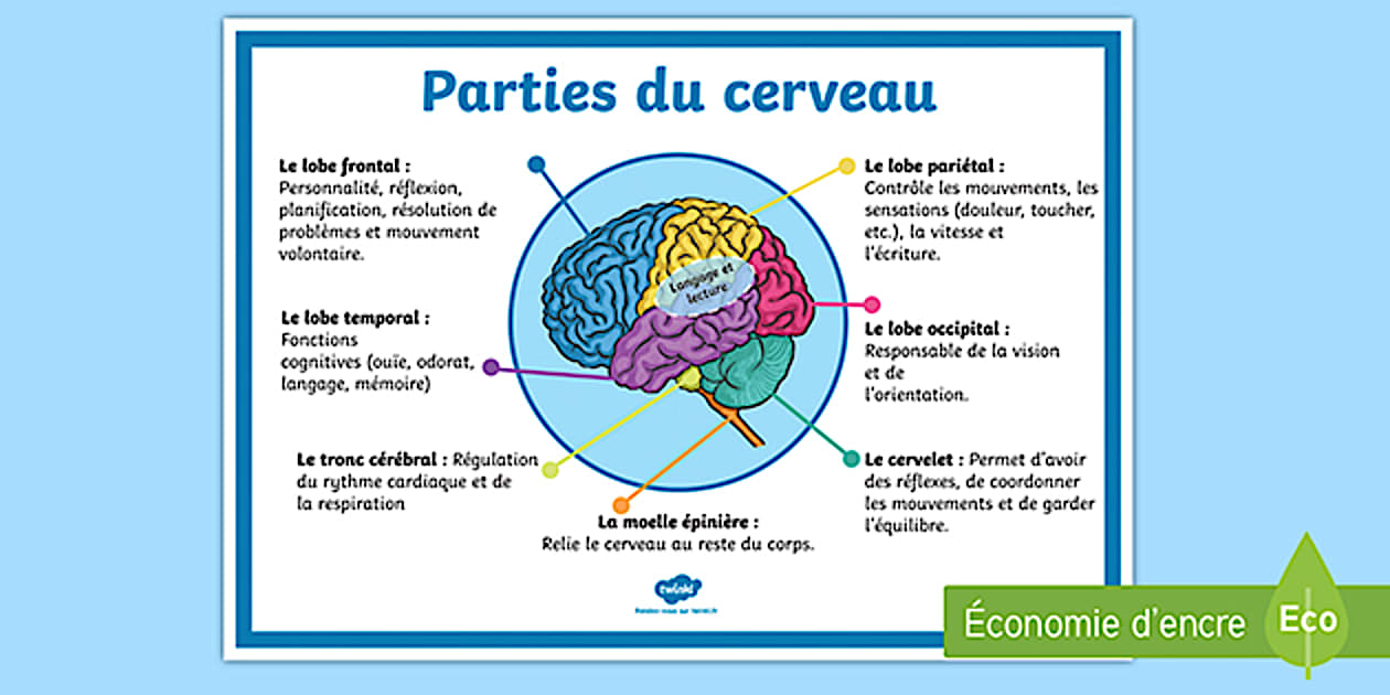 Poster : Les parties du cerveau (teacher made) - Twinkl