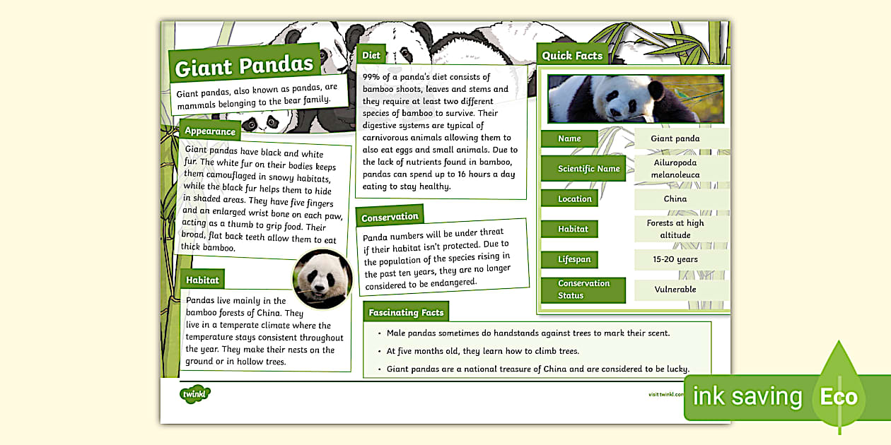 Giant Panda KS2 Fact File (teacher made) - Twinkl