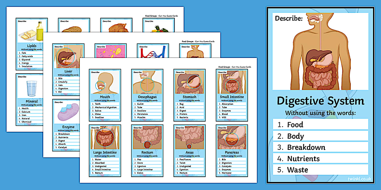 Food Groups and Digestion Can You Guess? Cards - Twinkl