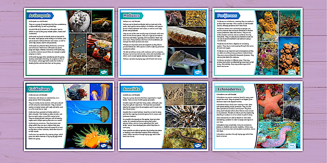 Marine Invertebrate Groups Display Posters (teacher made)