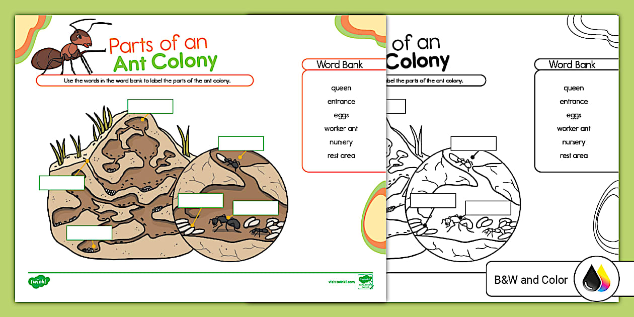 Ant Colony Labeling Worksheet for K-2nd Grade (teacher made)