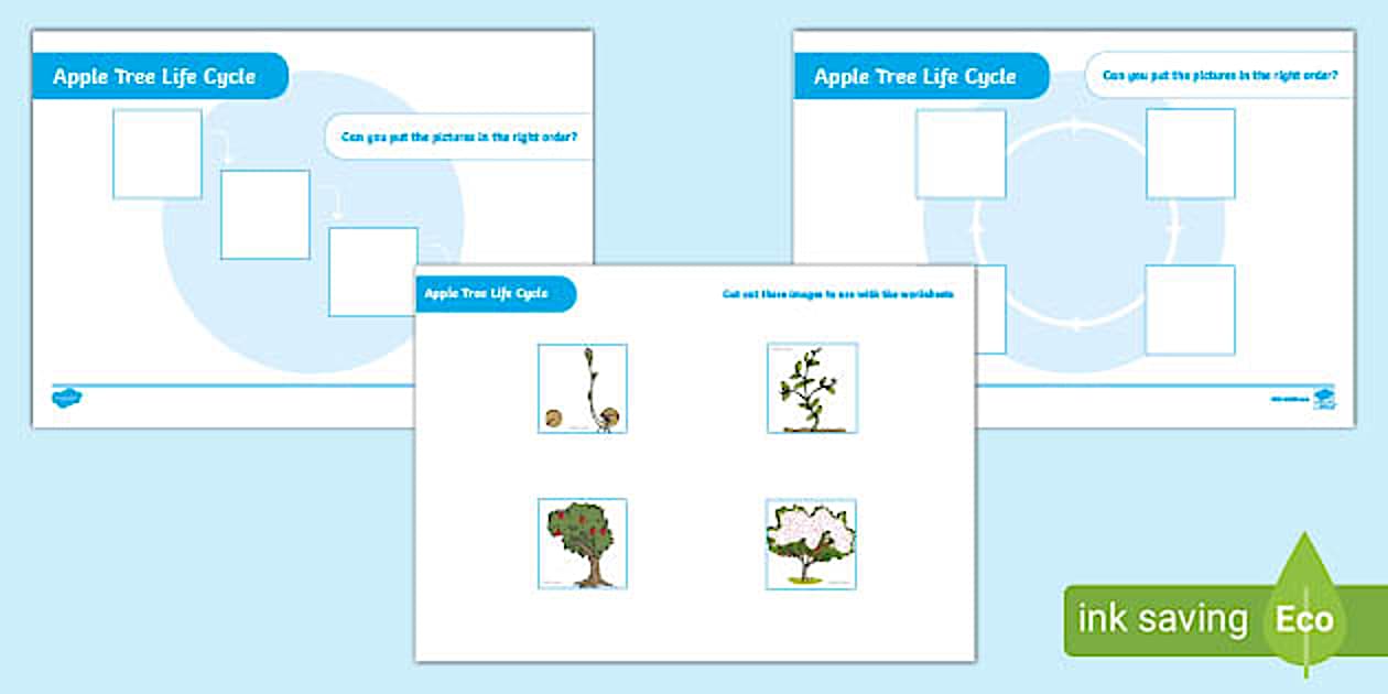 Apple Tree Life Cycle Worksheets - Science Resource - Twinkl