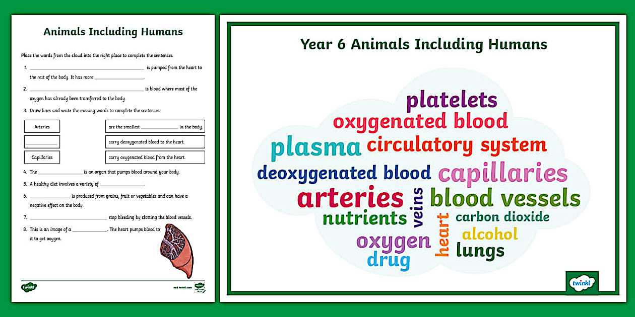 Y6 Animals Including Humans Key Science Vocabulary Cloud and Retrieval