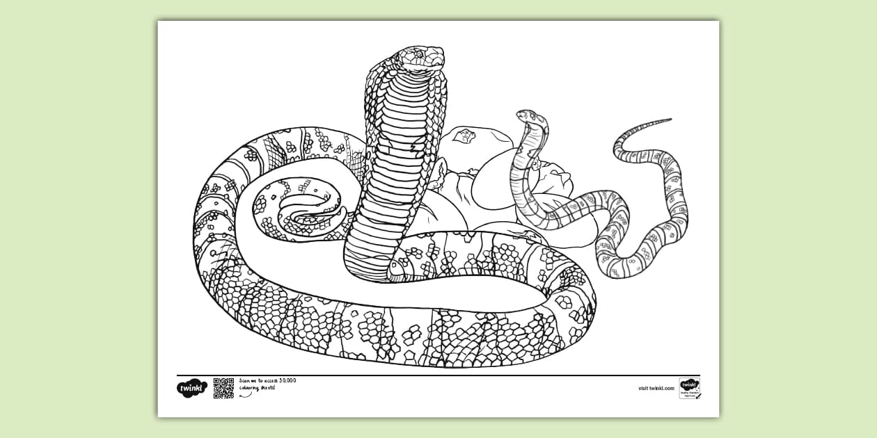 King Cobra Colouring Page Twinkl Art and Design - Twinkl
