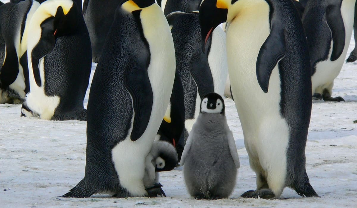 Penguin Awareness Day - Twinkl NewsRoom - Twinkl