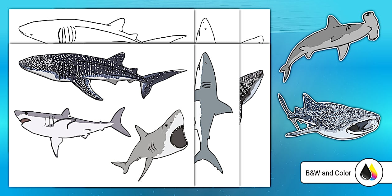 Shark Cutouts | Shark Week Resource | Twinkl USA - Twinkl