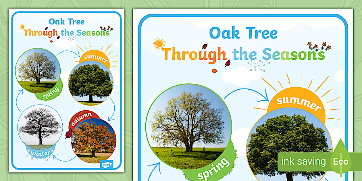Oak Tree Seasons Poster | Twinkl (teacher made) - Twinkl