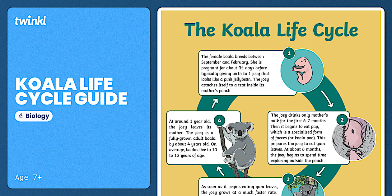 Koala Life Cycle Poster | Biological Sciences | Twinkl