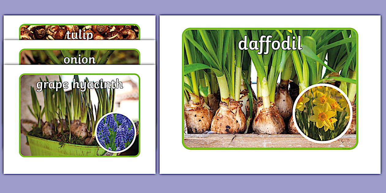 Bulbs Photo Pack (phát triển bởi giáo viên) - Twinkl