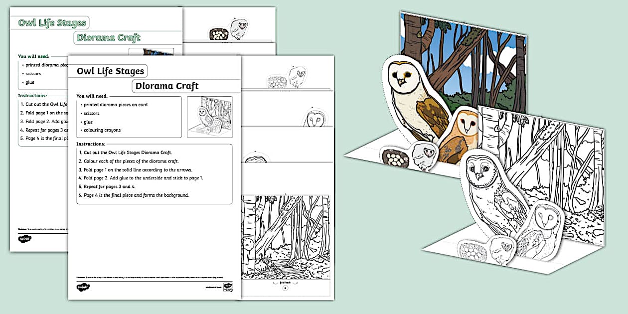 Owl Life Stages Diorama Craft - KS1 - Twinkl
