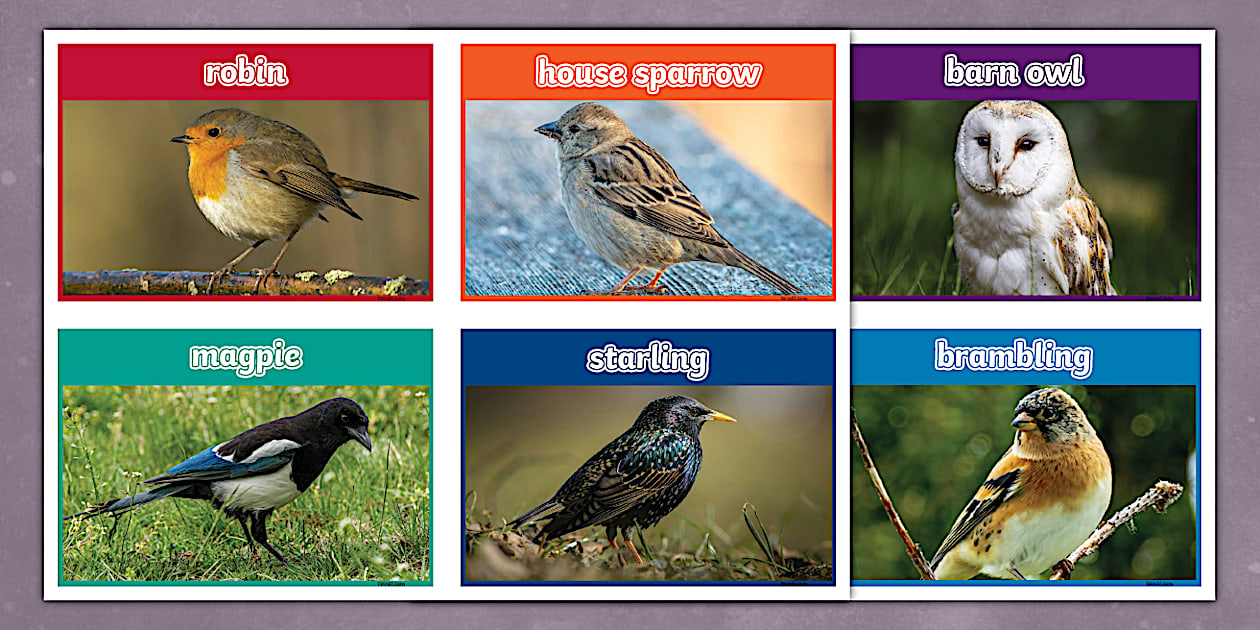 Birds of Ireland Photo Flashcards (teacher made) - Twinkl