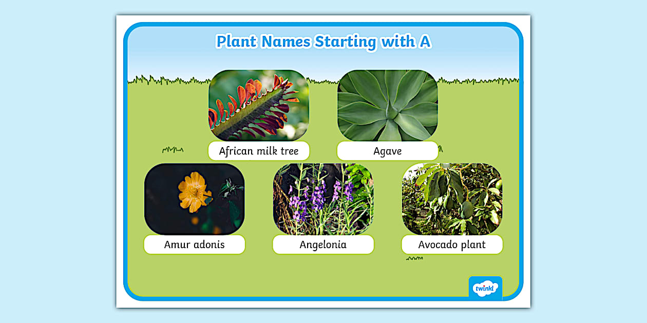 Plant Names That Start with A Display Poster