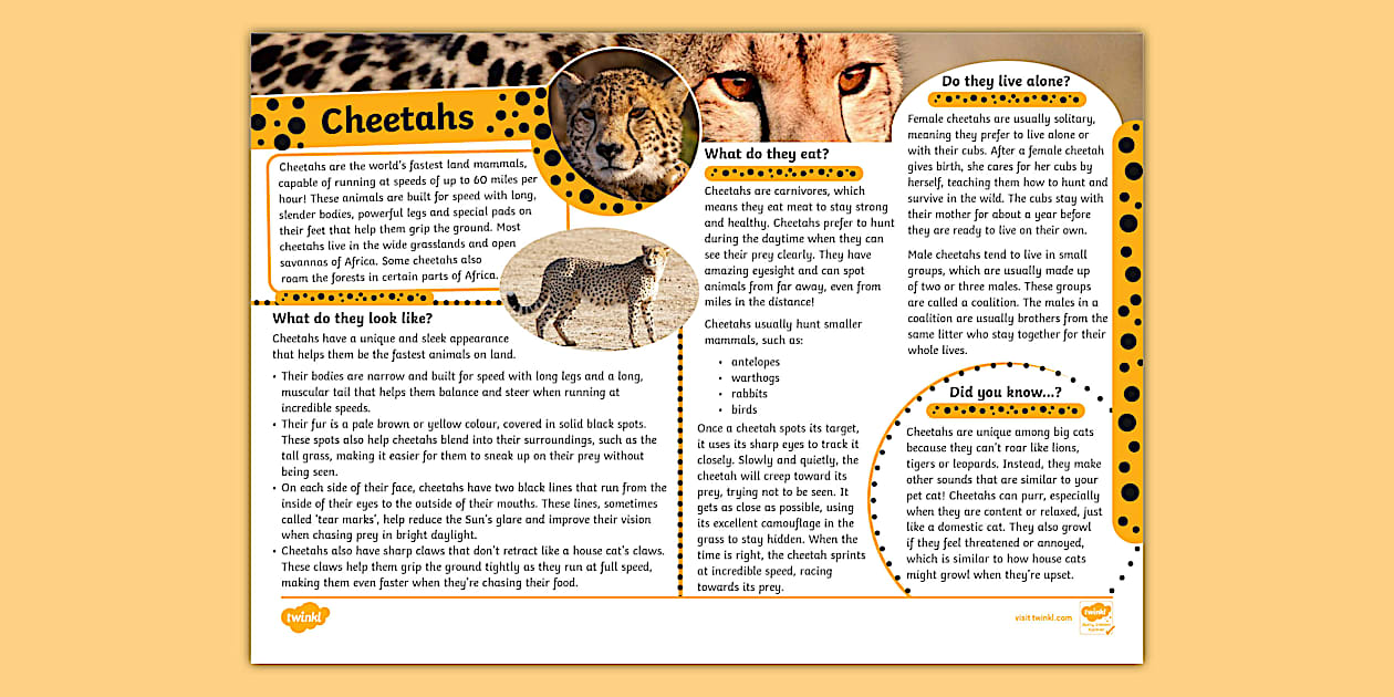 KS2 Cheetah Fact File (Teacher-Made) - Twinkl