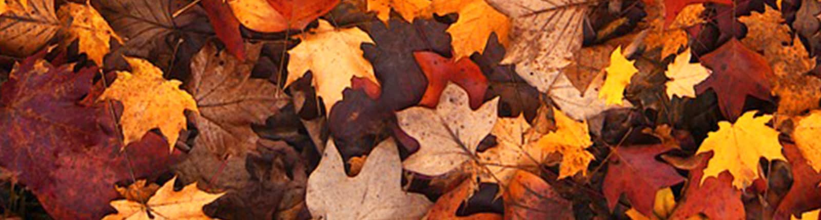 fall leaves header
