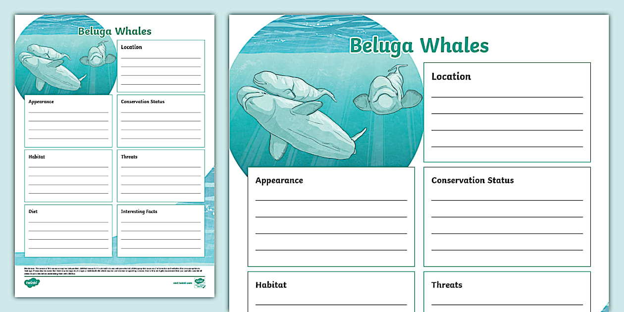 Beluga Whale Fact File Template (teacher made) - Twinkl