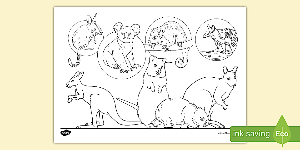 Marsupials Colouring Page, Marsupials, Australia - Twinkl