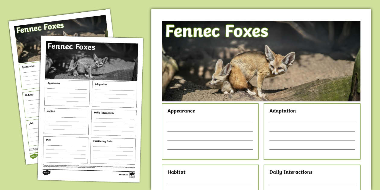 Fennec Fox Fact File Template (teacher made) - Twinkl