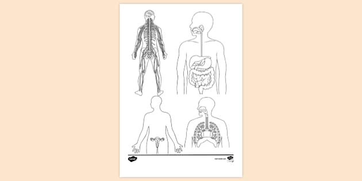 Body Systems Colouring Page | Colouring Sheets - Twinkl