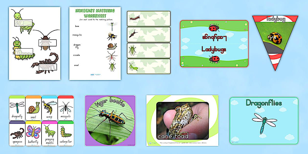 Australia Minibeasts Resource Pack (teacher made) - Twinkl