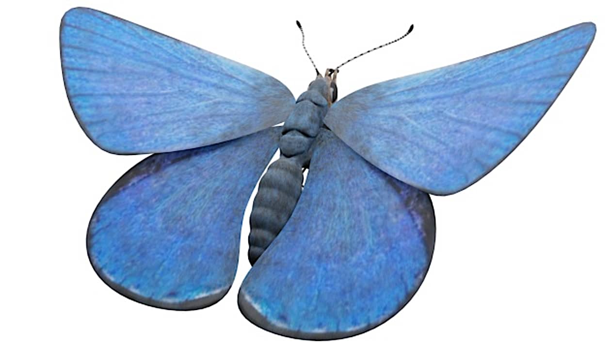 3D Model: Invertebrates - Common Blue Butterfly (Male)