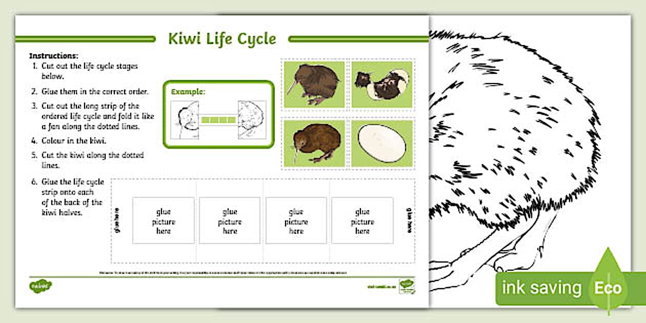 Kiwi Outline And Life Cycle Worksheet (teacher made)
