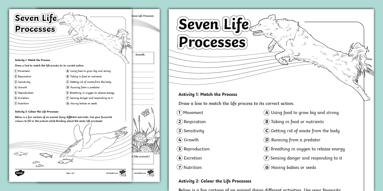 Seven Life Processes Worksheet | Twinkl South Africa