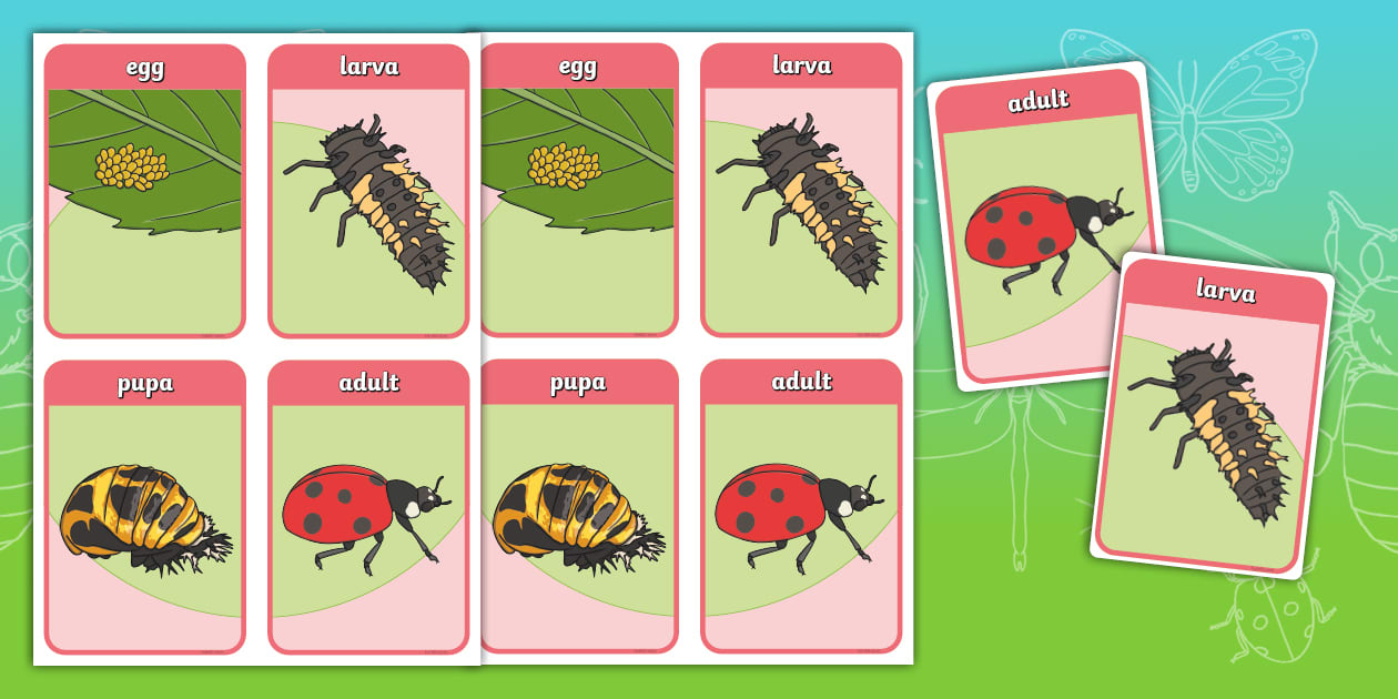 Ladybird Life Stages Flashcards (teacher made) - Twinkl