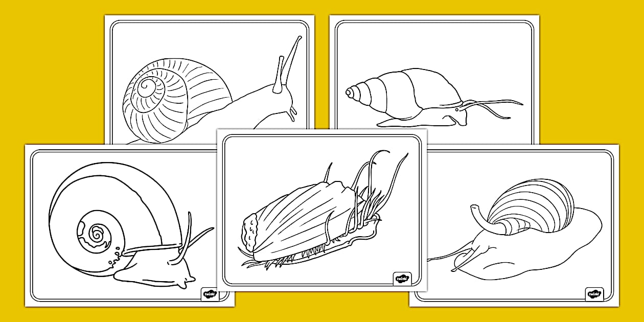 Snail Coloring Pages