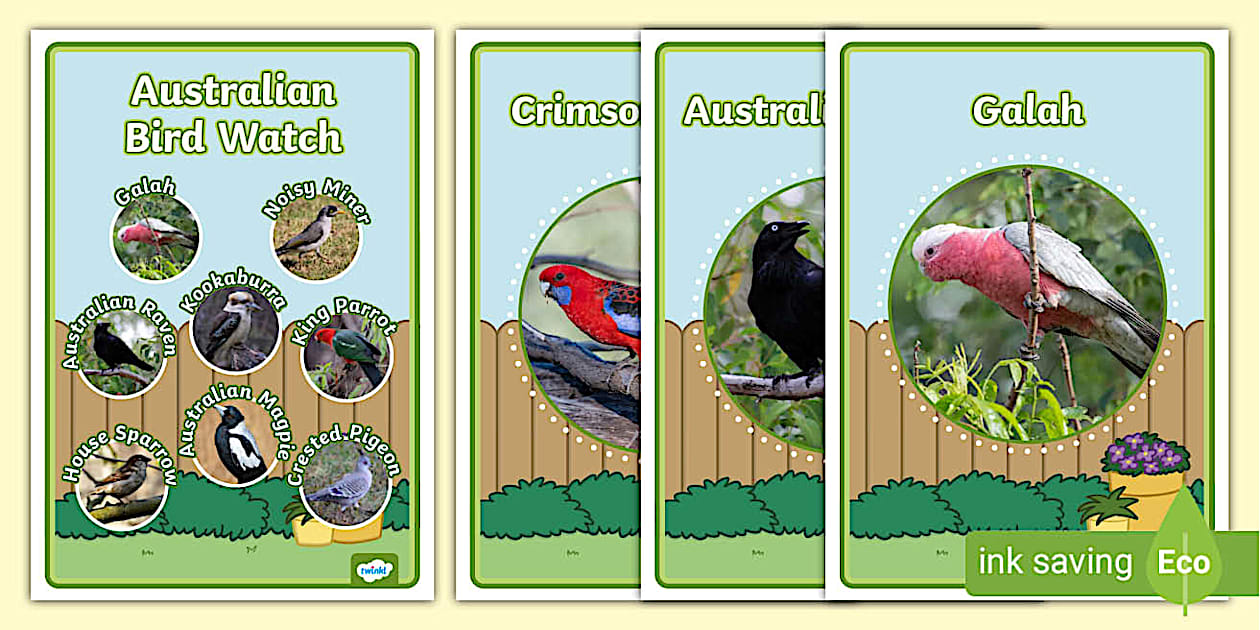 Australian Bird Watch Posters