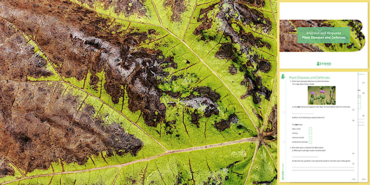 Plant Diseases and Defences | AQA Biology | Beyond - Twinkl