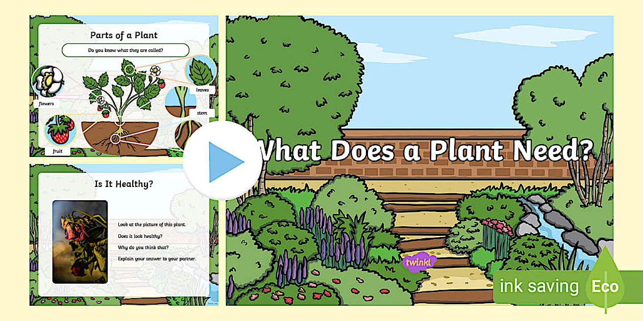 What Plants Need To Grow - Primary Resources (teacher made)
