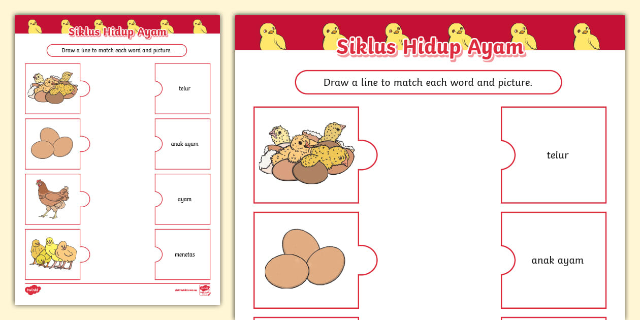 Chicken Life Cycle Matching Activity - Indonesian - Twinkl