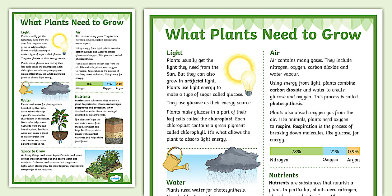 What Plants Need to Grow - Poster (teacher made) - Twinkl