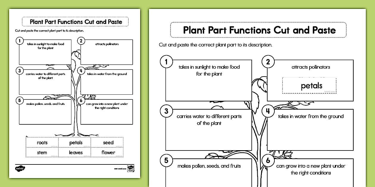 Plant Part Functions Cut and Paste Activity for K-2nd Grade