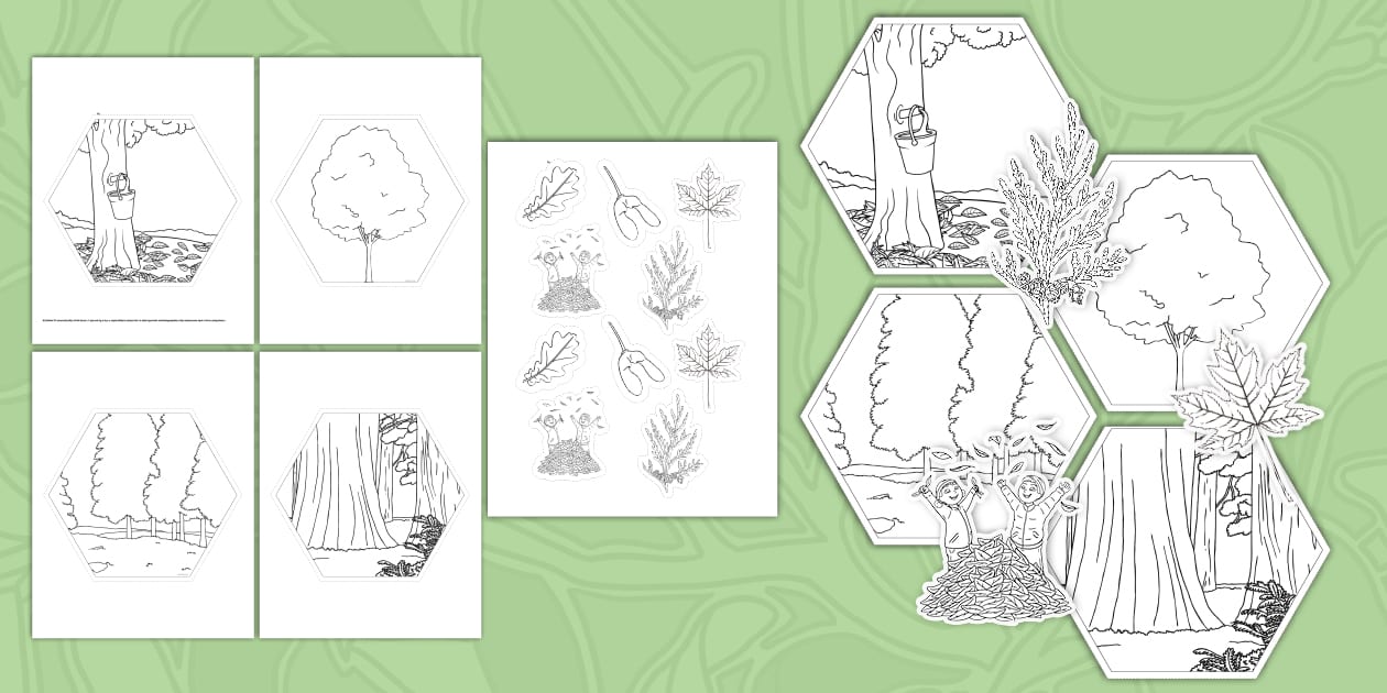 Trees Hexagon Display Colouring Activity (teacher made)