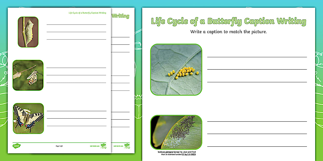 The Life Cycle of a Butterfly Photo Caption Writing Activity